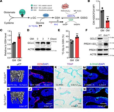 Figure 1 From Glutathione Limits Runx2 Oxidation And Degradation To Regulate Bone Formation
