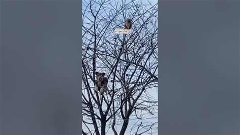 ძაღლი ხეზე 😻 Youtube