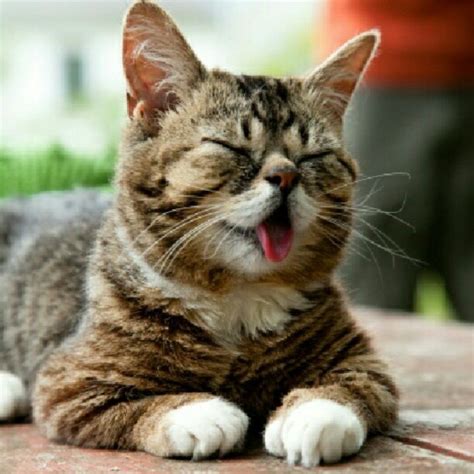 Lil Bub Kiss The Bub Facebook
