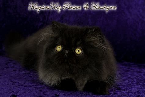 22 Beatrix Lestrange