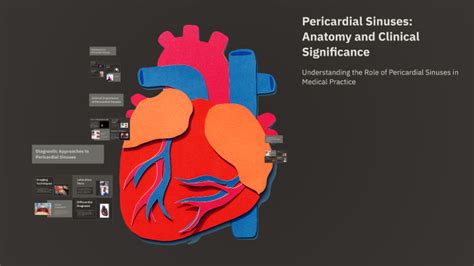 Pericardial Sinuses Anatomy And Clinical Significance By Pratyush Kumar Sethy On Prezi