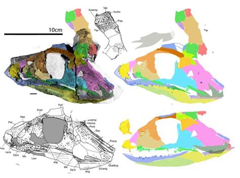 Ventastega And Pederpes