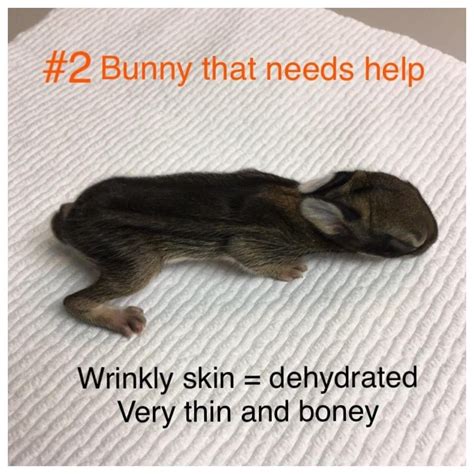 Leave That Baby Bunny Alone Procyon Wildlife