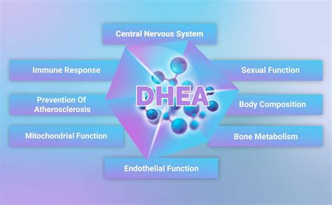 What Is DHEA It S The Best Natural Best Stress Buster