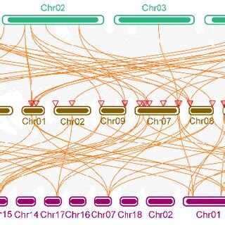 Multi Collinearity Analysis Of Three Species The Orange Lines Between Download Scientific