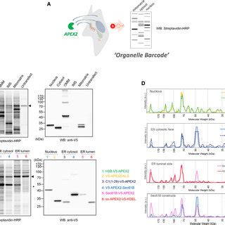 PDF APEX Fingerprinting Reveals The Subcellular Localization Of Proteins Of Interest