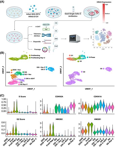 Aging Biology Single Cell Transcriptomics Reveals Global Markers Of Transcriptional Diversity