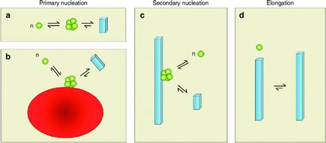 Primary Nucleation Secondary Nucleation And Elongation Primary Download Scientific Diagram