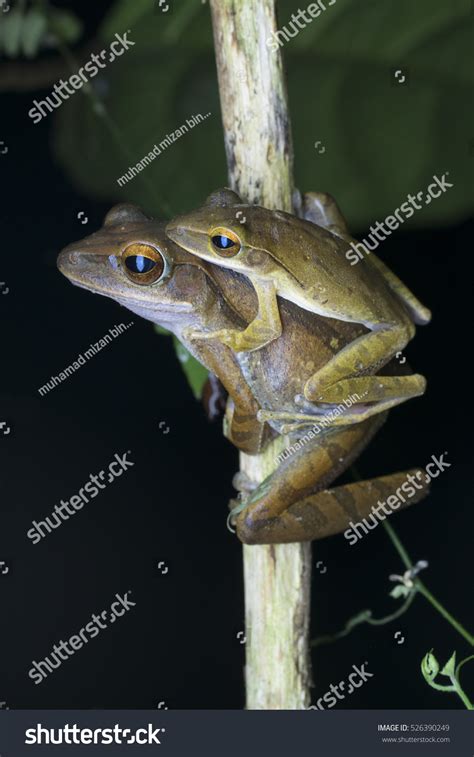 Closeup Fourlined Tree Frog Mating Amphibia Stock Photo Shutterstock