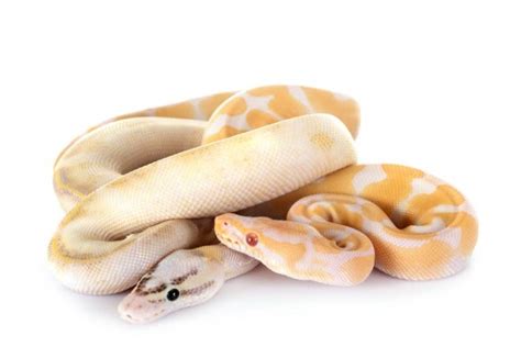 Male Vs Female Ball Python 3 Best Ways To Identify Gender