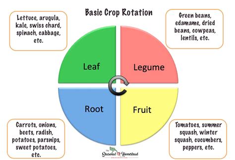 Crop Rotation Ideas For An Organic Vegetable Garden The Seasonal Homestead