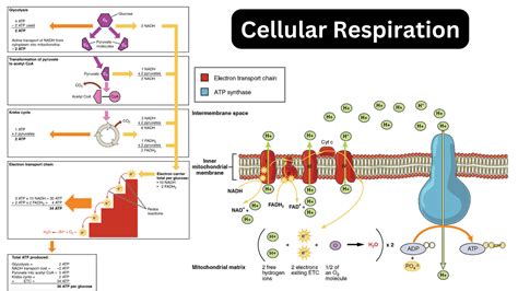 Oxidative Phosphorylation Definition Steps Enzymes Factors Biology Notes Online