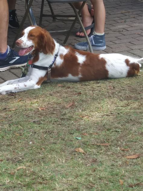 Side Sploot Rsploot
