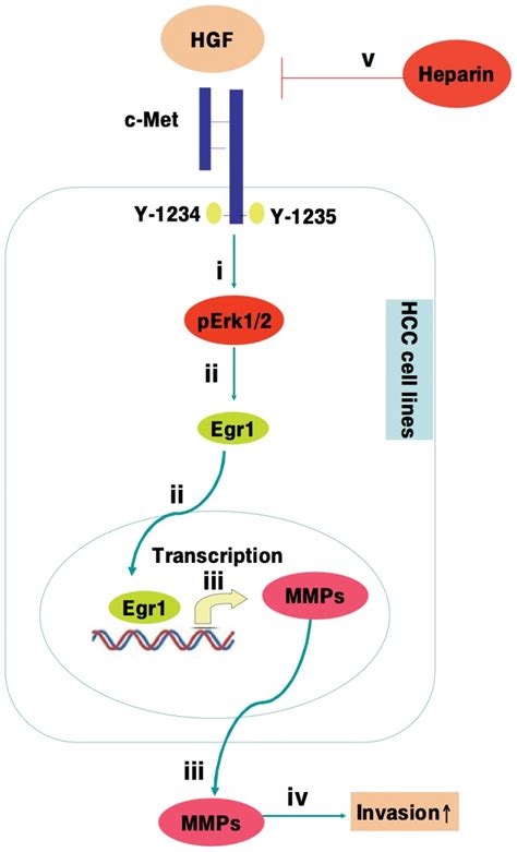 Activation Of Hgfc Met Signaling In Hcc Cells Leads To Mapk Signaling Download Scientific