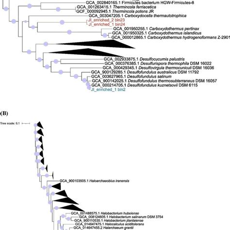 Genome Based Phylogeny Of Metagenome Assembled Genomes Mags Purple Download Scientific