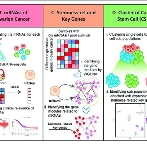 Visualizing Each Cell Population Using Umap The Distribution Of