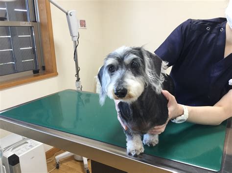 ブリテのおさんぽブログ賴｜横浜市戸塚区の動物病院｜ぬのかわ犬猫病院