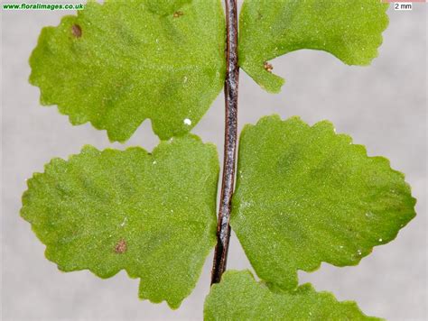Asplenium Trichomanes Picture 12 Of 39