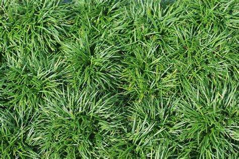 فروش چمن یال اسبی