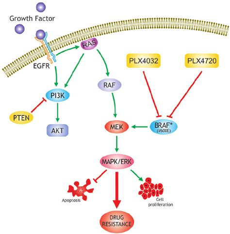 Scheme Of The Mapk Molecular Pathway Describing The Role Of The Braf Download Scientific