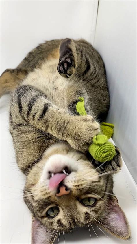 Catnip Mini Mice Organic Catnip Toys Assorted Colors Green Pet Toy