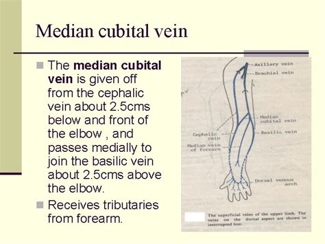 Venous Drainage And Lymphatics Of The Upper Limb
