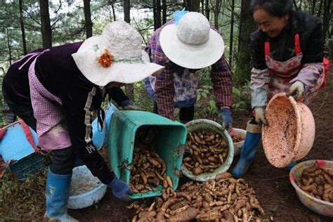 七星关区山窝窝里种天麻 刨出致富金疙瘩 东方养生频道 东方养生