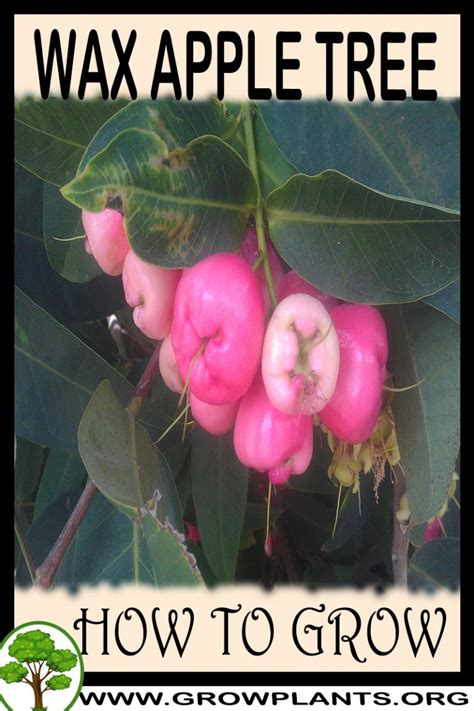 Wax Apple Tree How To Grow And Care