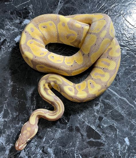 Pastel Banana Yellow Belly 100 Het Pied Ball Python By Dreamballz