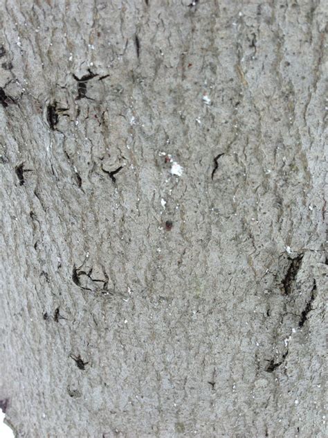 Cryptococcus Cryptococcus Picture Insect