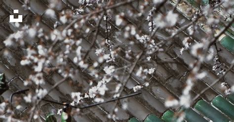 Green String Lights On White String Lights Photo Free Grey Image On Unsplash