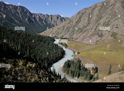 Altai Wapiti Maral Deer Cervus Canadensis Sibirica Habitat Along