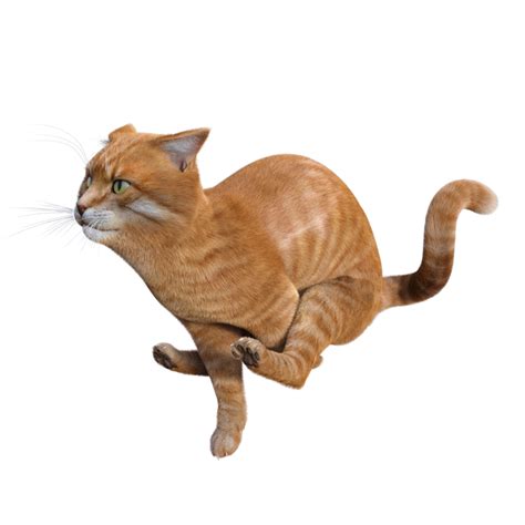 Cute Cat 3d Rendering 11662649 Png