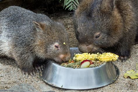7 Interesting Facts About Wombats — Woofpurnay Veterinary Hospital