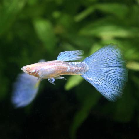 熱帯魚 パキスタン ローチ 5匹 北海道 九州航空便要保温 豪華で新しい