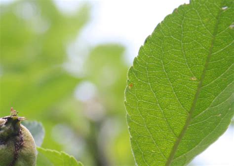 Apple Tree Diseases 🍎🌳 Identification And Effective Treatment Methods
