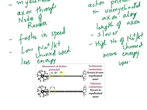 Solved Give 5 Differences Between Continuous Propagation And Saltatory Propagation Explain How