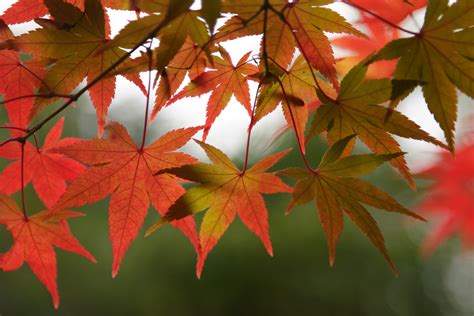 File Maple Leaves