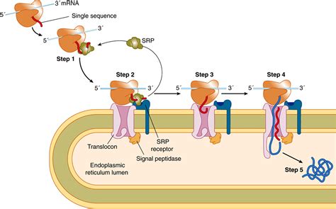 What Is A Signal Sequence At Sanford Lilley Blog