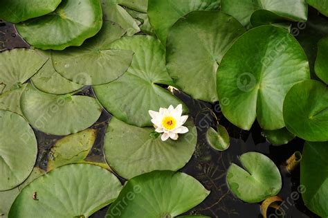 연꽃 연못 강가 연잎 배경 로터스 연잎 중국 스타일 배경 일러스트 및 사진 무료 다운로드 Pngtree