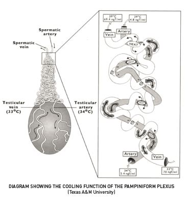 Anatomy And Physiology Of The Ram Zoetis AU