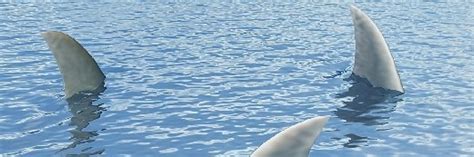 The Malware Lifecycle Knowing When To Analyze Threats Techtarget