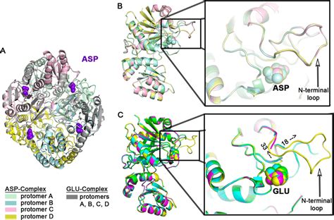 Binding Of Asp Versus Glu Has No Differential Effect On The Overall Download Scientific Diagram