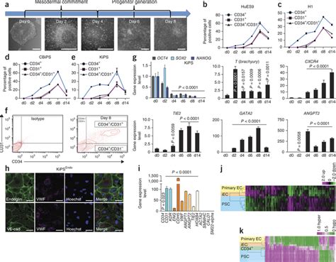 Differentiation Of Hpscs Into Mesodermal Progenitor And Endothelial