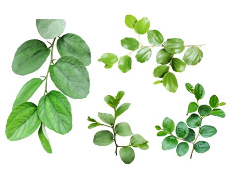 Tree Leaves PNGs For Free Download