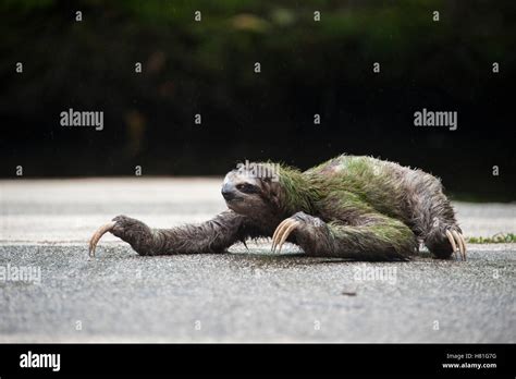 Brown Throated Three Toed Sloth Bradypus Variegatus Crossing Pavement
