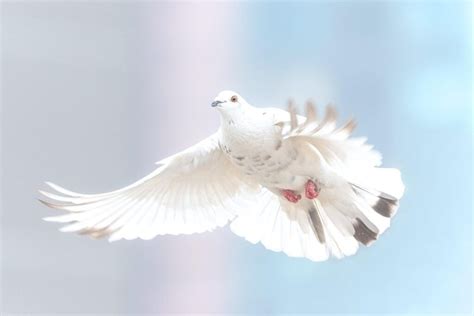 Pigeon Vs Dove Key Differences In Behavior And Habitat Watch And Gather