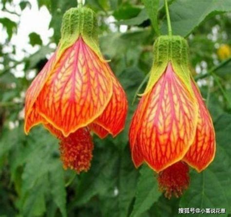 4种漂亮花，给点阳光就灿烂，花期超长，跟着养护专家学起来东方养生频道东方养生