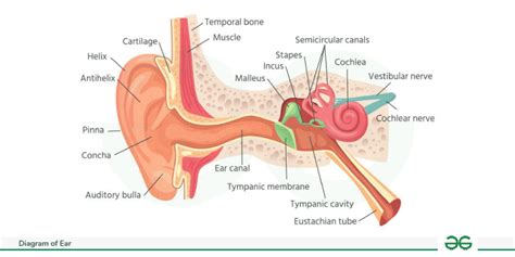 Outer Ear Diagram Labeled The Anatomy And Physiology Of