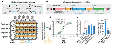 基于原核微生物正交dna复制系统的体内连续进化系统 糖化学与生物技术教育部重点实验室